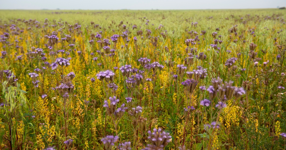 Pollinator Strips: Boosting Biodiversity and Regenerative Agriculture ...